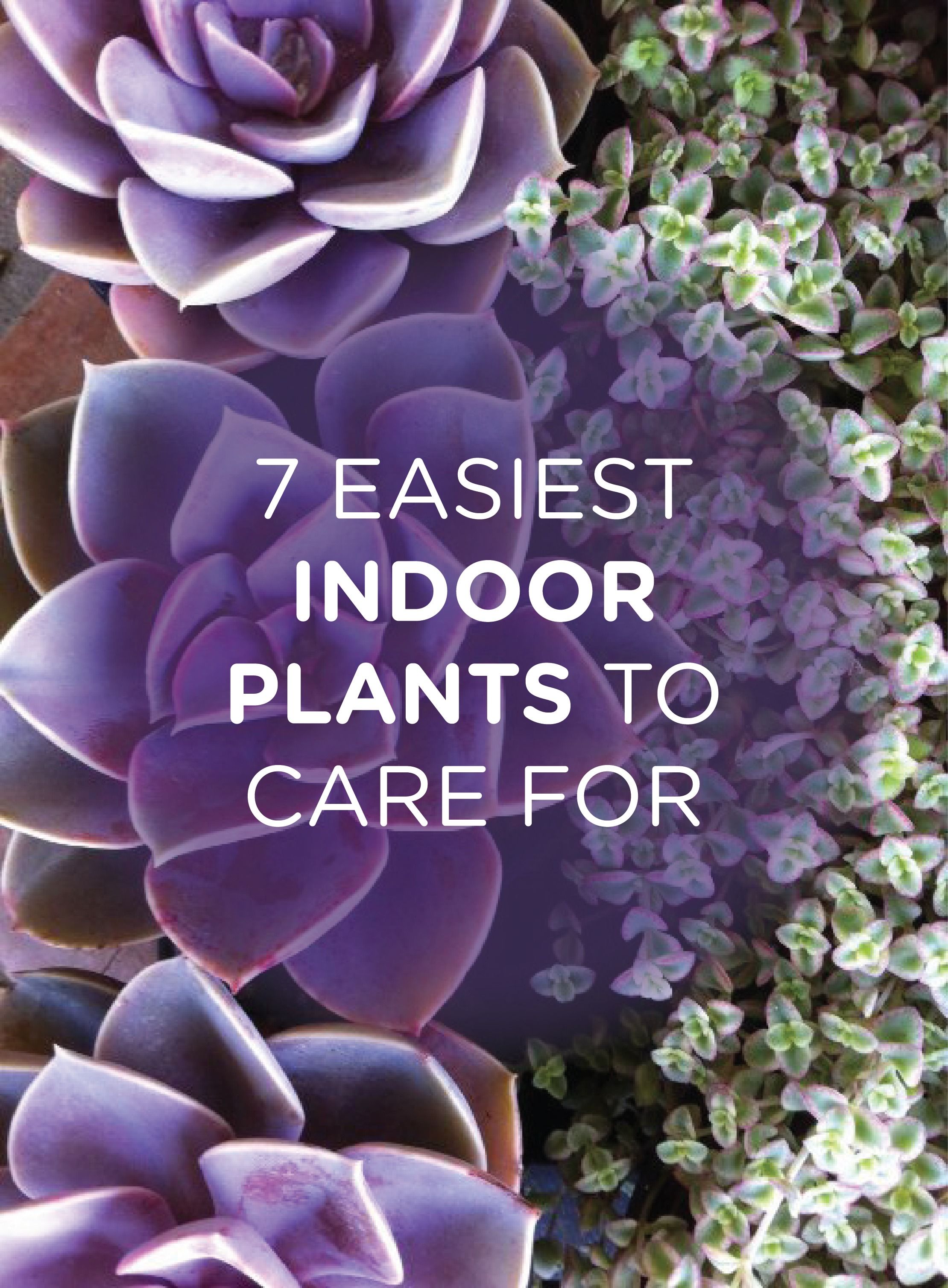 7 Easiest Indoor Plants To Take Care Of Big Gardening
